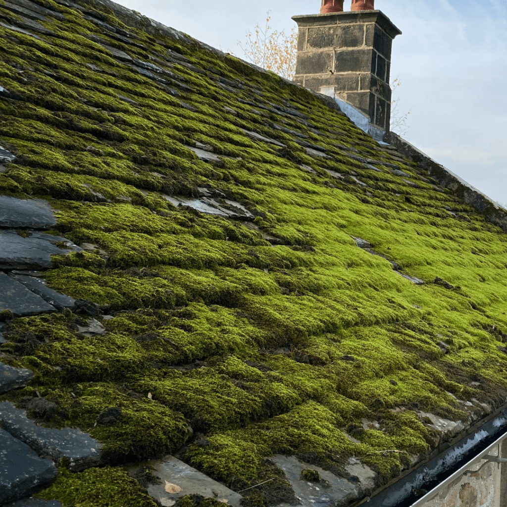 How Moss Affects Your Roof - TekRoof